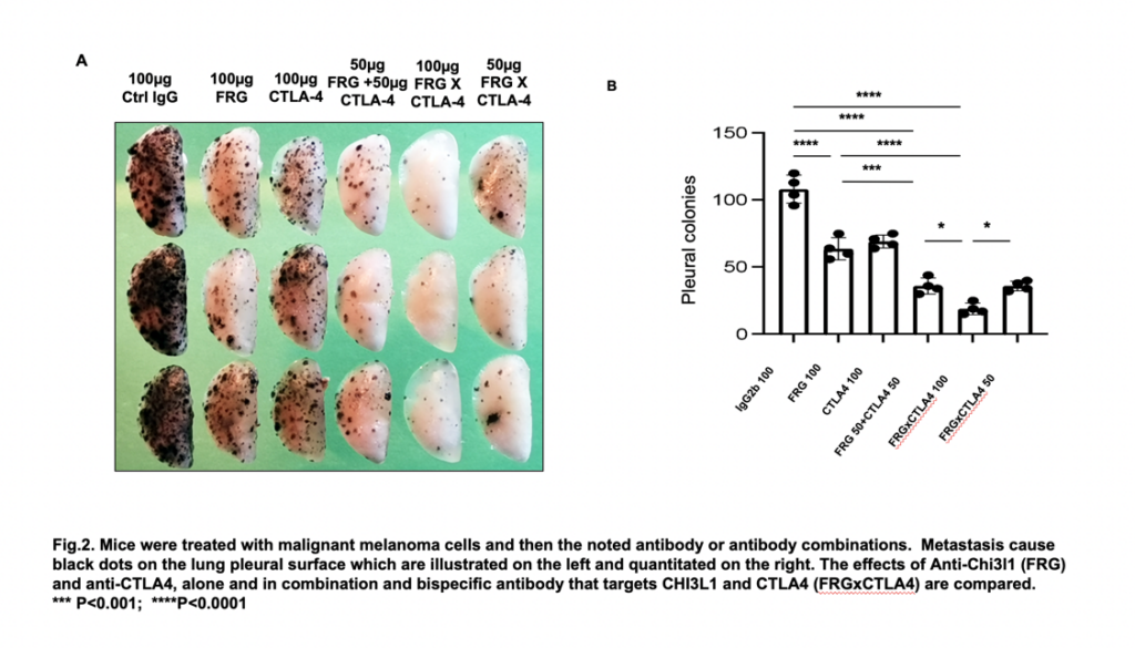 Ocean Biomedical Celebrates Discovery of Bispecific Antibodies & Immune ...